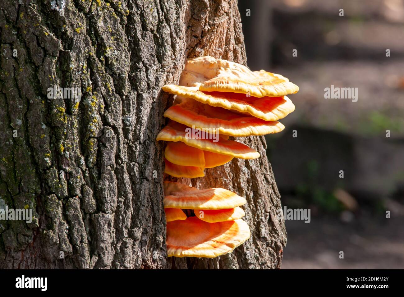 Tree fungi hi-res stock photography and images - Alamy