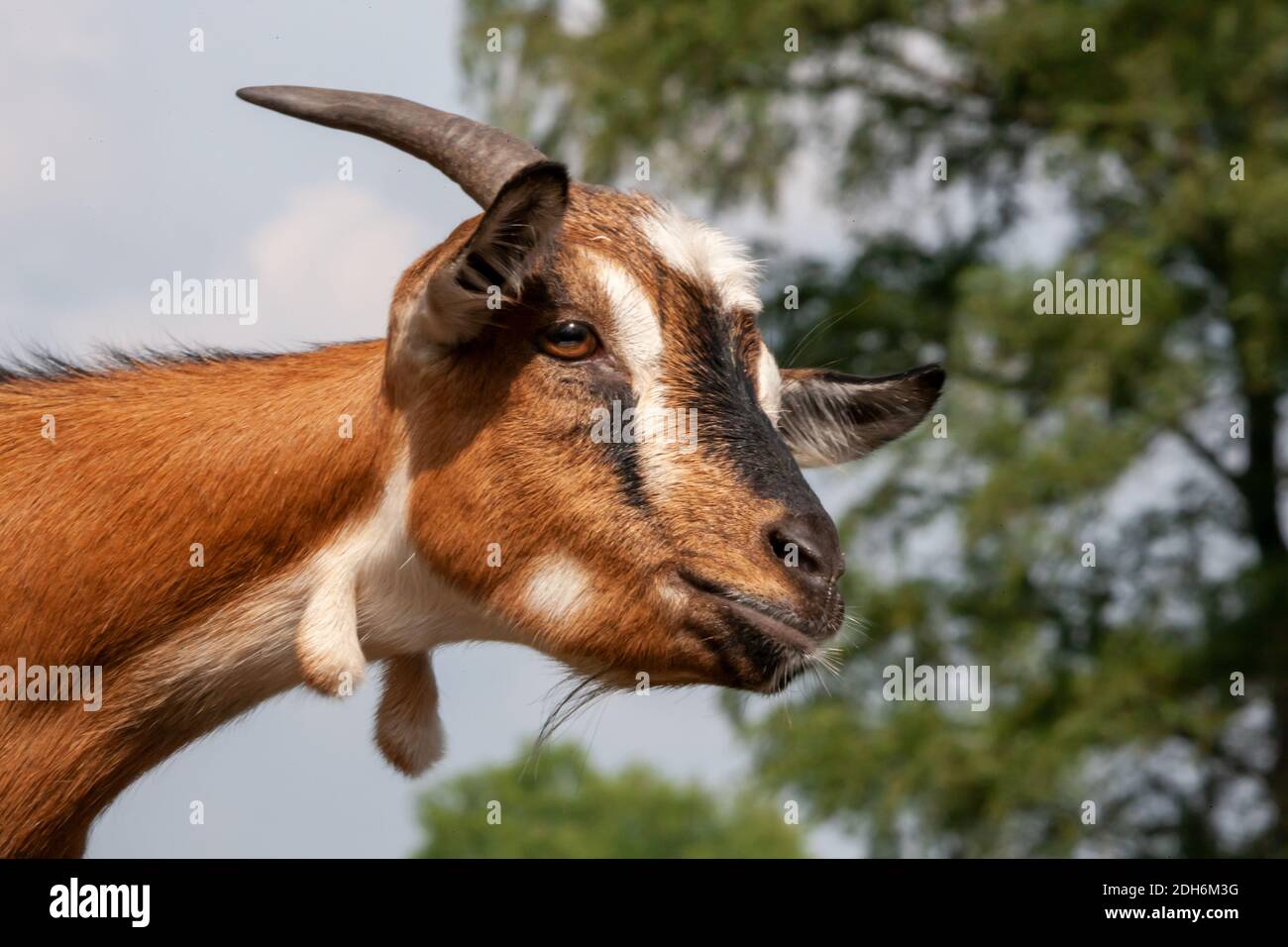 Goat hide hi-res stock photography and images - Alamy