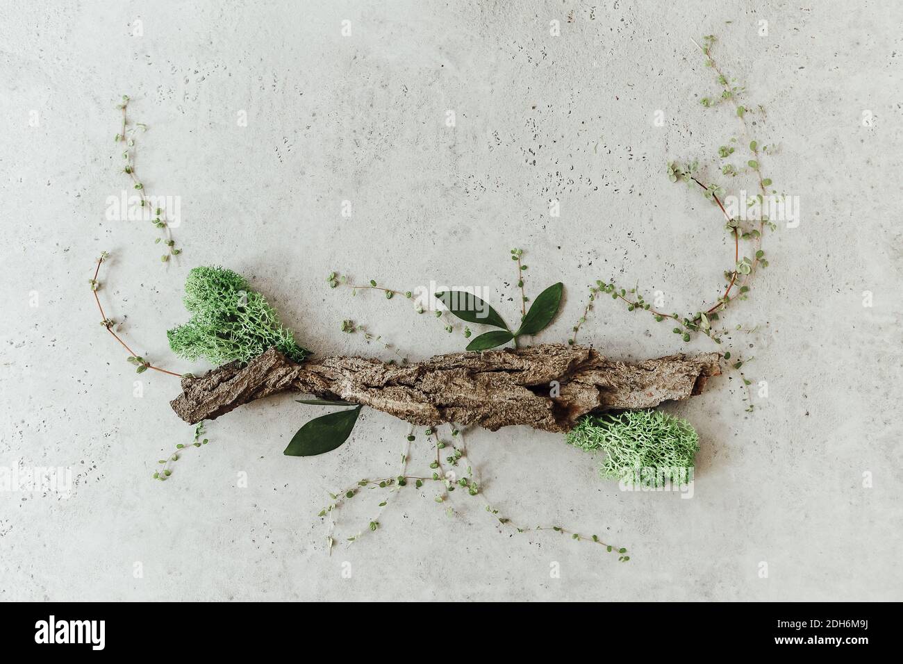 Natural composition from wood and greenery Stock Photo - Alamy