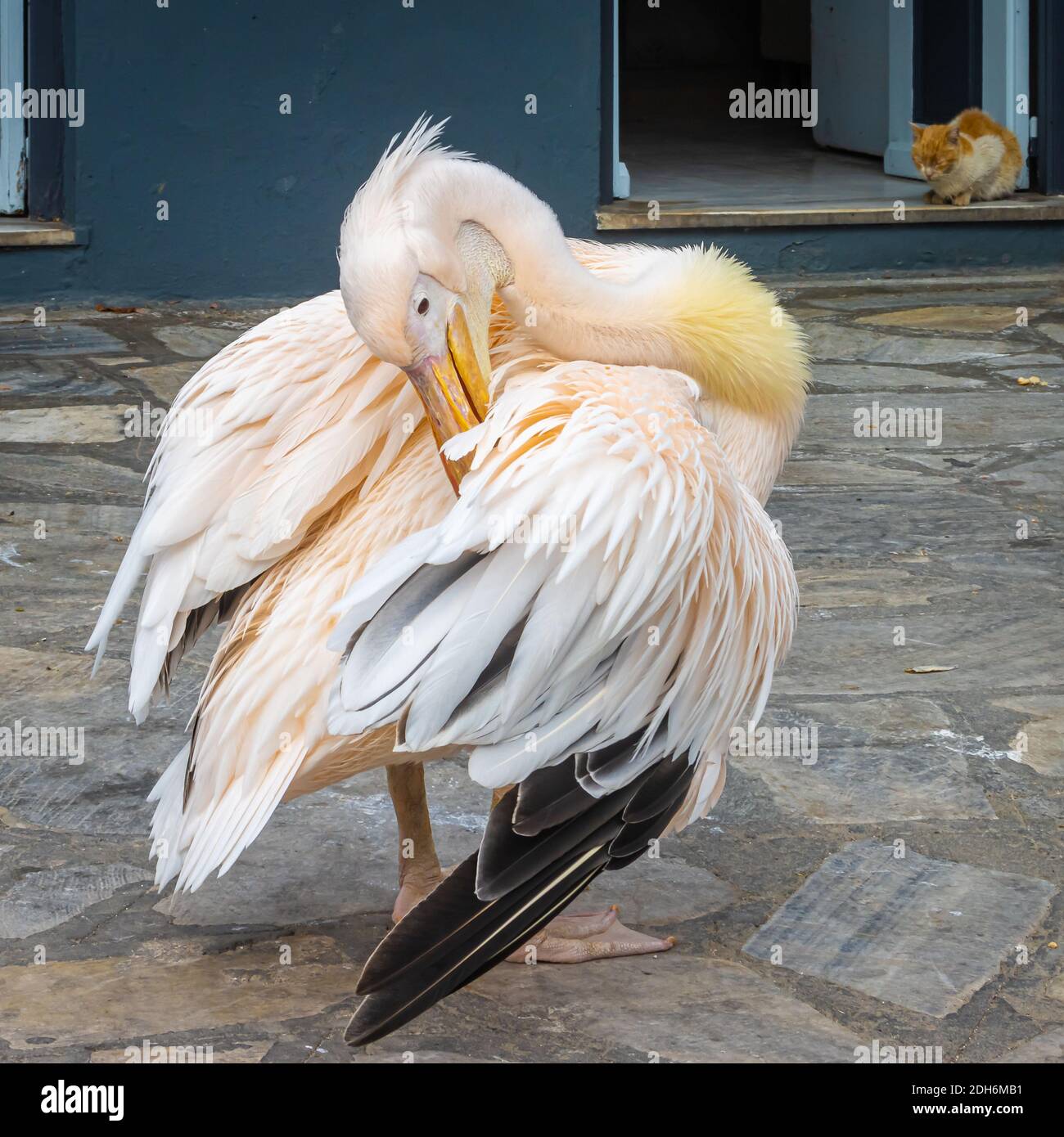 The lonely pelican on the market square is a landmark on the Greek ...