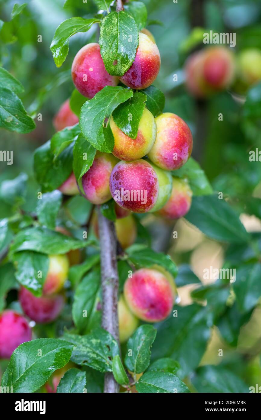 Mirabelle prune prunus domestica hi-res stock photography and images ...