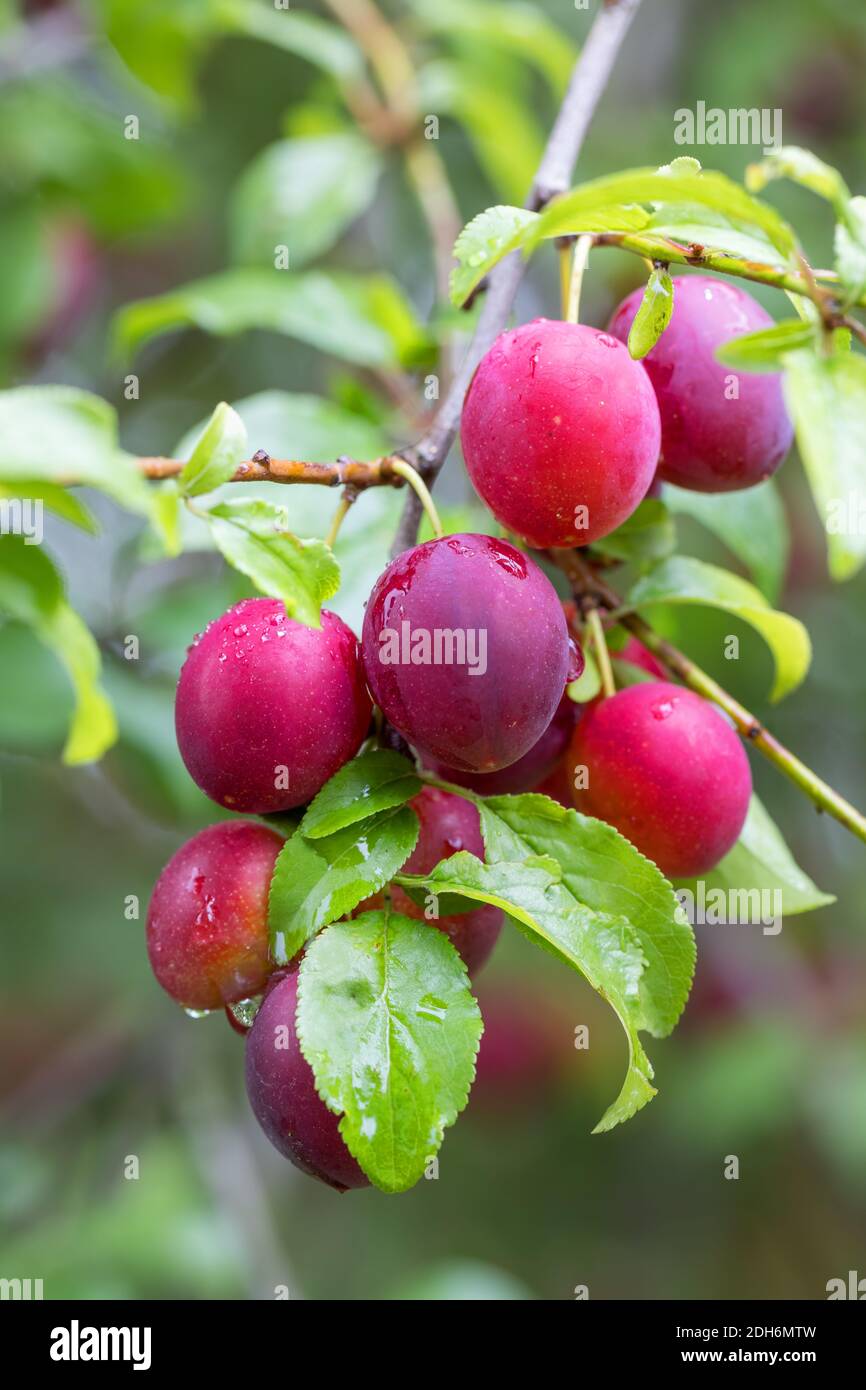 Mirabelle prune prunus domestica hi-res stock photography and images ...