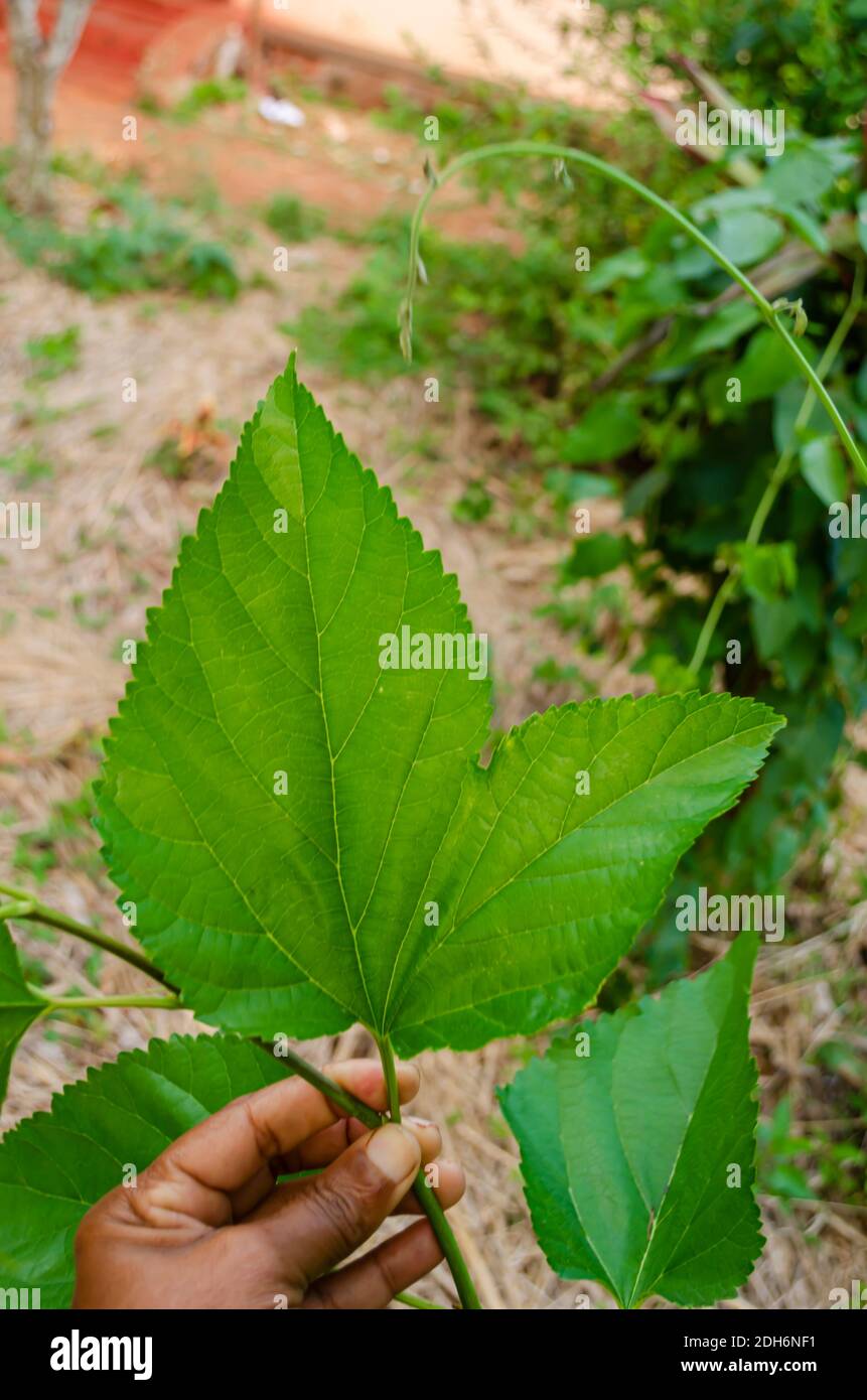 Holding Twin Lobe Mulberry Tree Leaf Stock Photo - Alamy