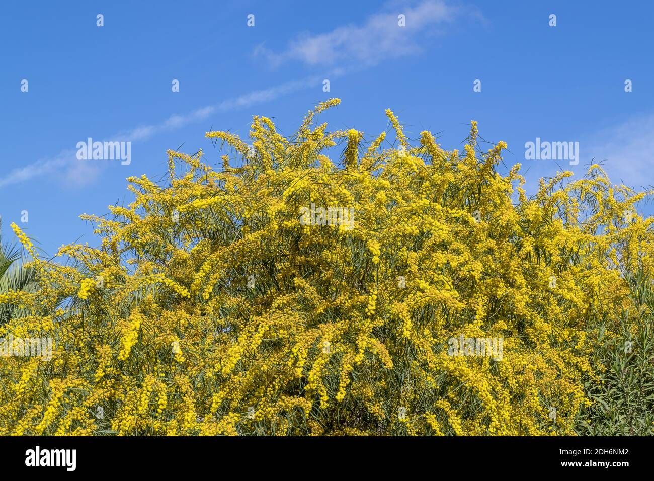 Flowering silver acacia (Acacia dealbata Stock Photo - Alamy