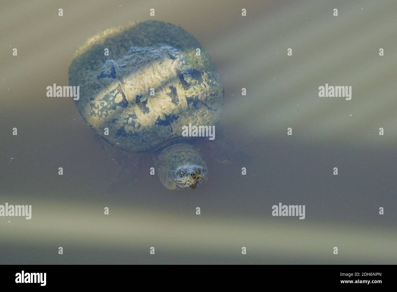 Cute turtle on lake in hi-res stock photography and images - Alamy