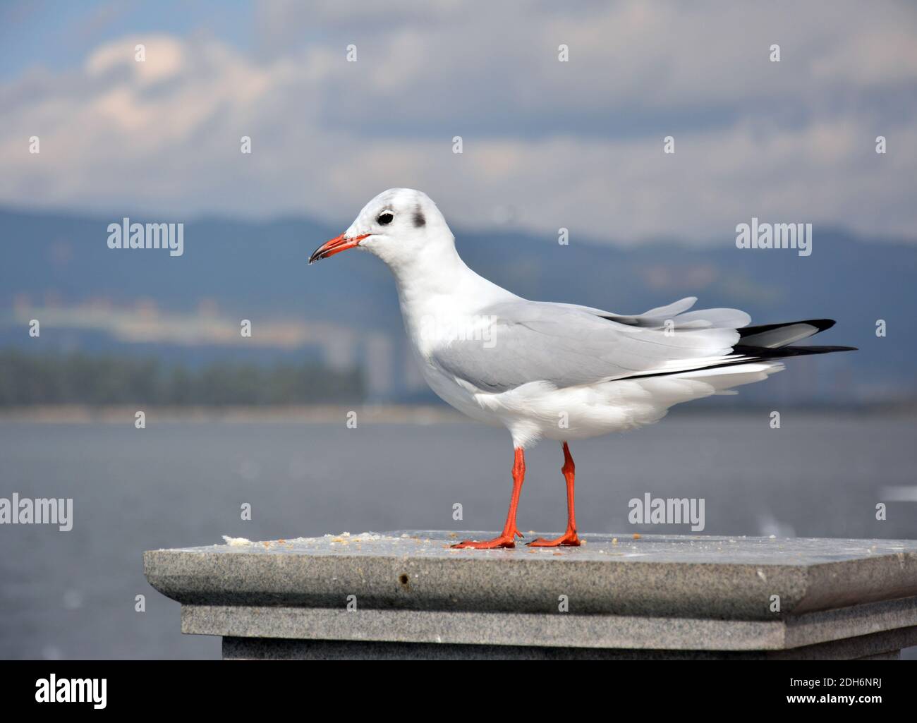Larus species hi-res stock photography and images - Alamy