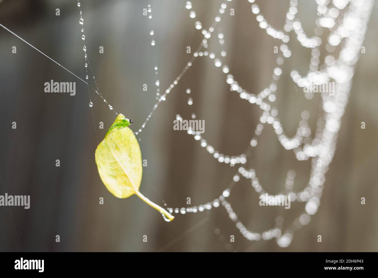 Stuck in a spider web hi-res stock photography and images - Alamy