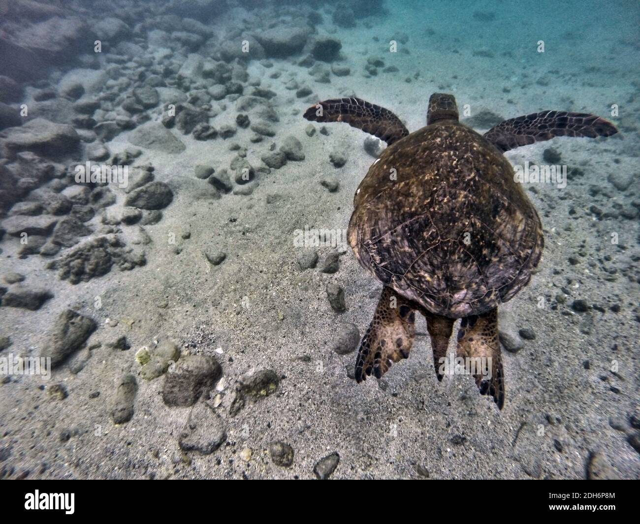 Big island hawaii turtle hi-res stock photography and images - Alamy