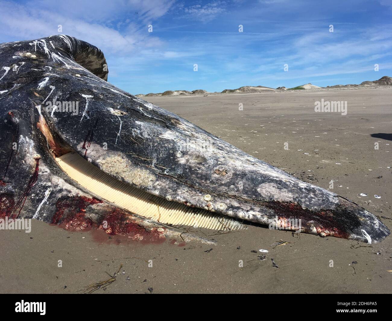 Dead whales hi-res stock photography and images - Alamy