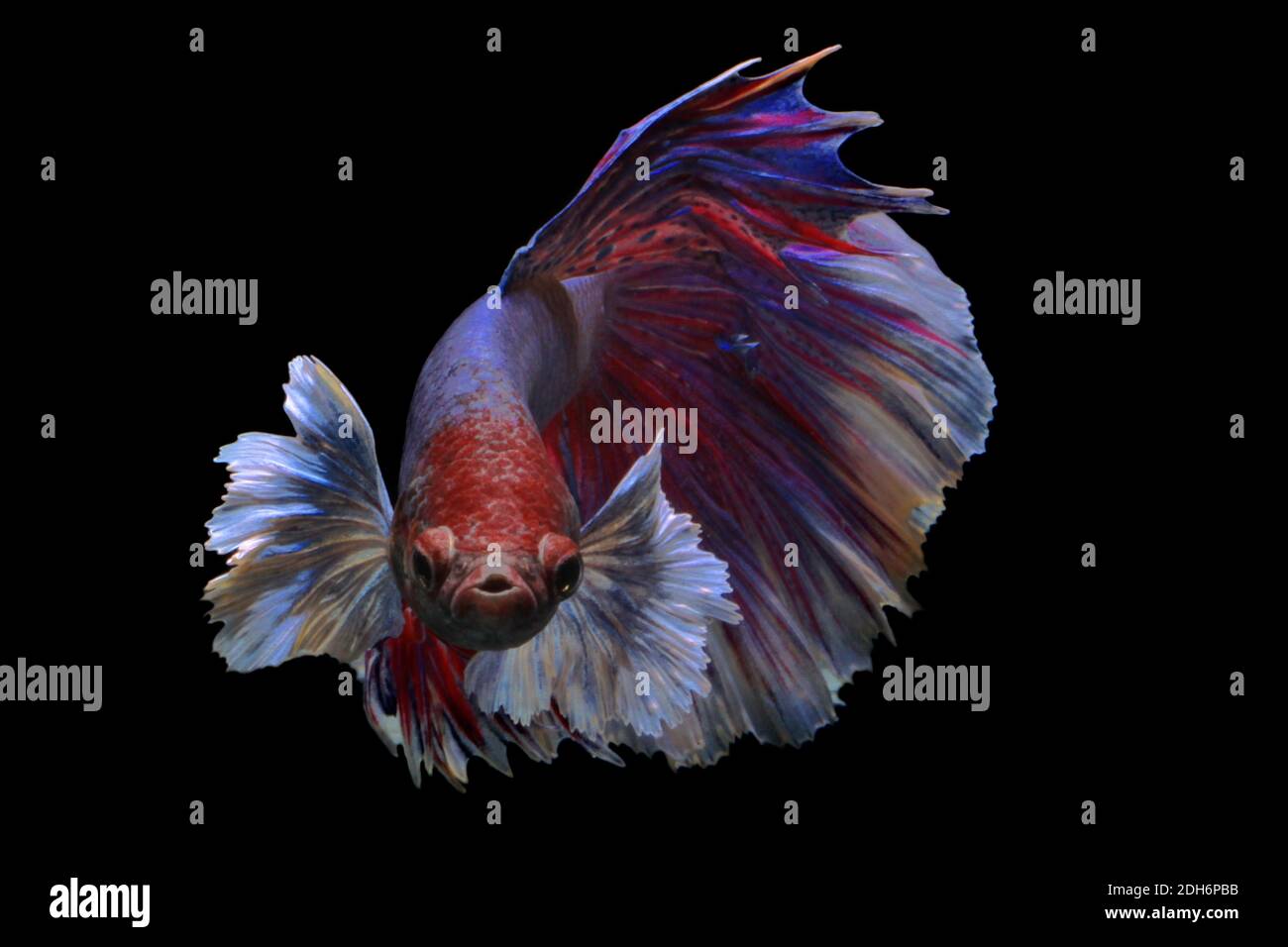 A betta splendens (Betta sp) type of halfmoon rose is swimming ...