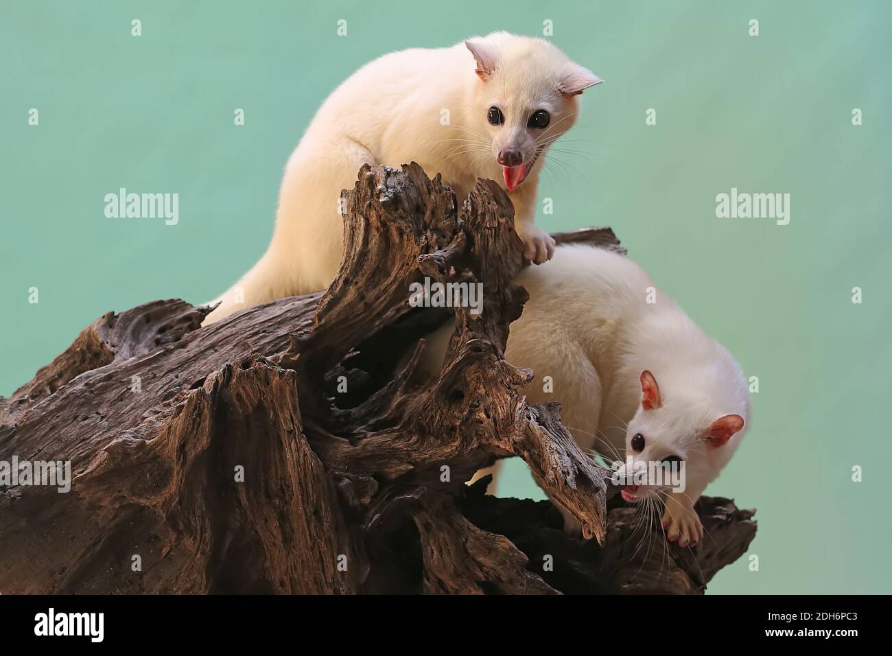 A pair of Asian palm civet leucistics are looking for insects on a ...