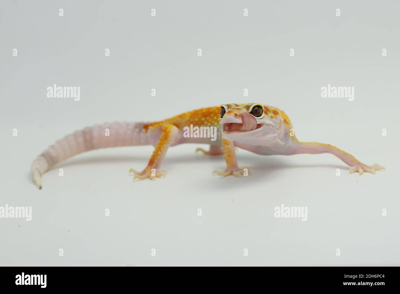Leopard gecko pose hi-res stock photography and images - Alamy