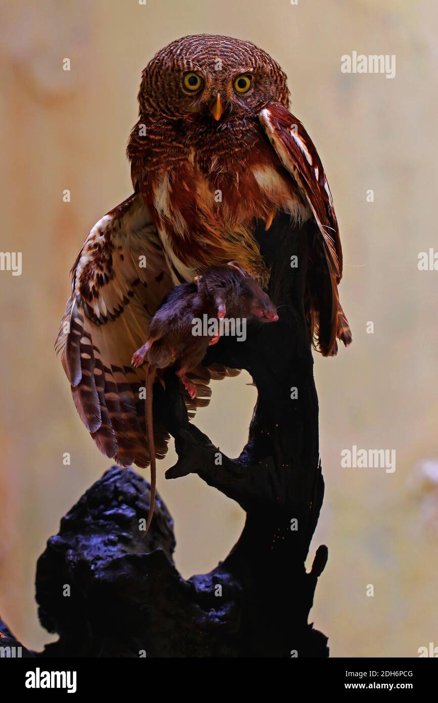 A Javan Owlet is eating a frog. This nocturnal predatory bird has the ...