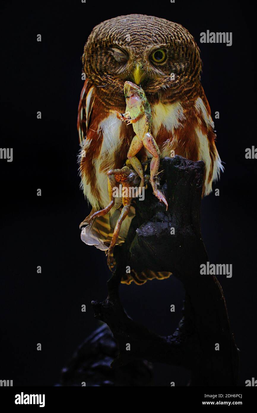 Hairy frog hi-res stock photography and images - Alamy