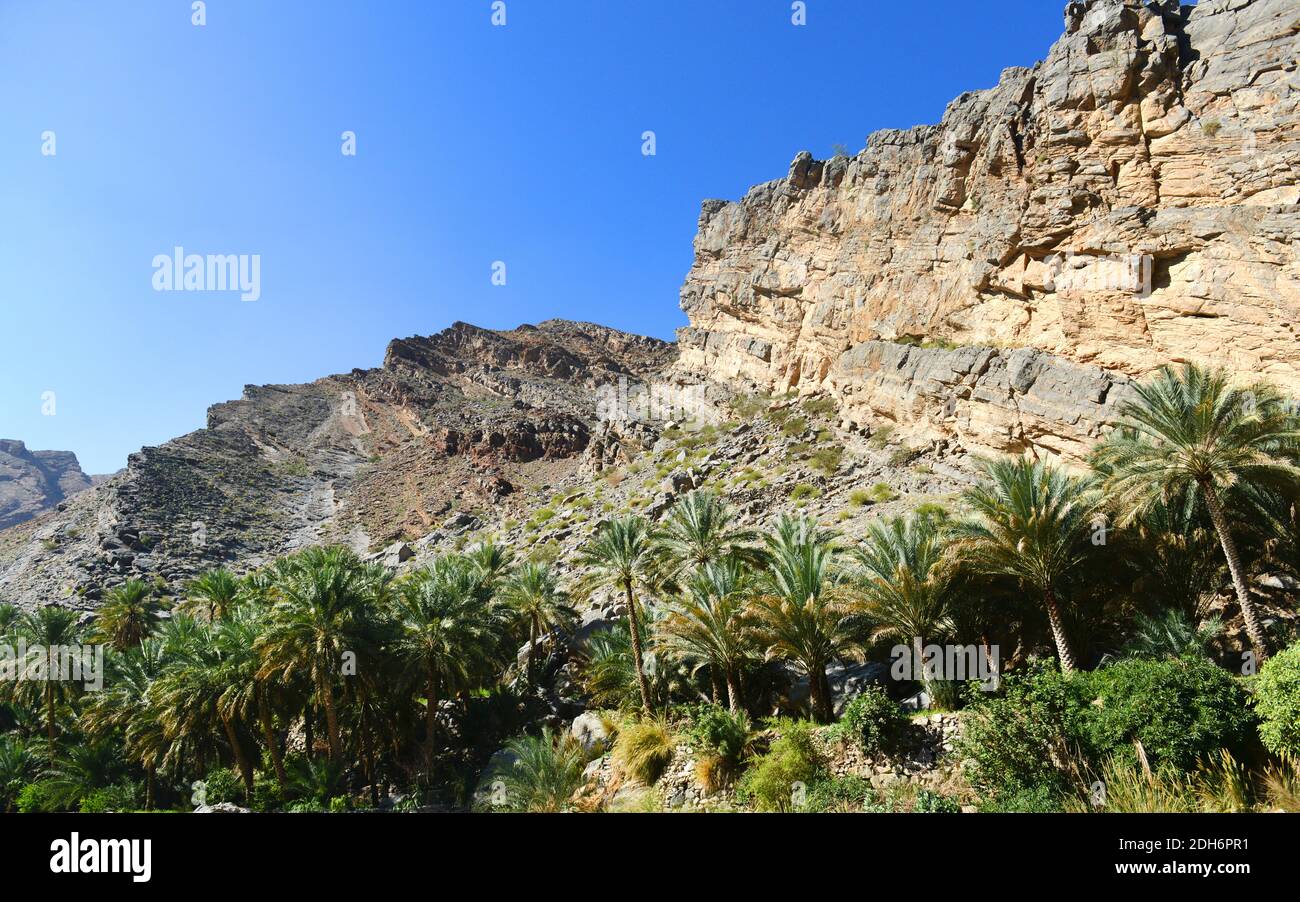 Oman date palm trees hi-res stock photography and images - Alamy