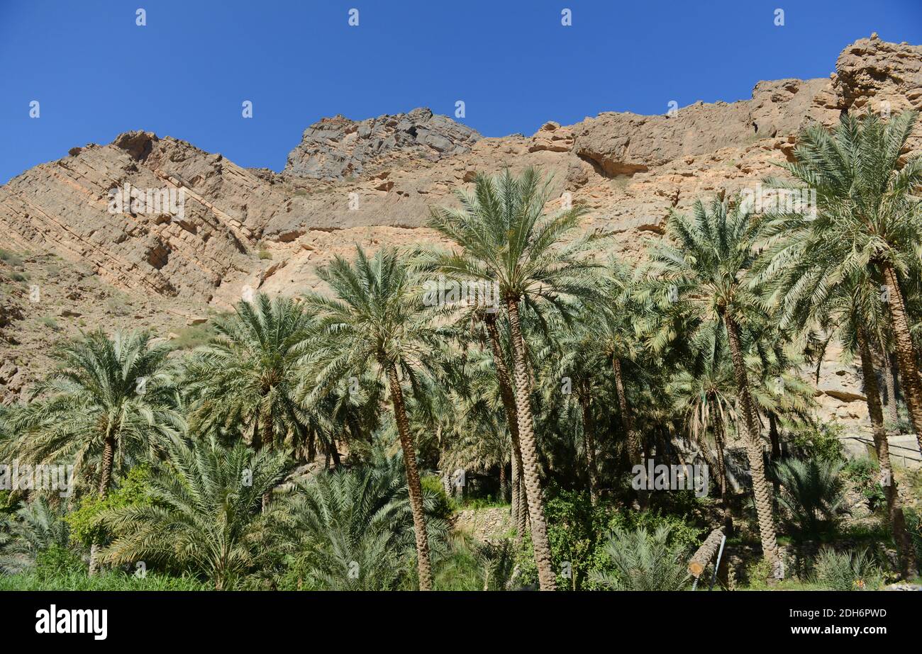 Arabian date trees hi-res stock photography and images - Alamy