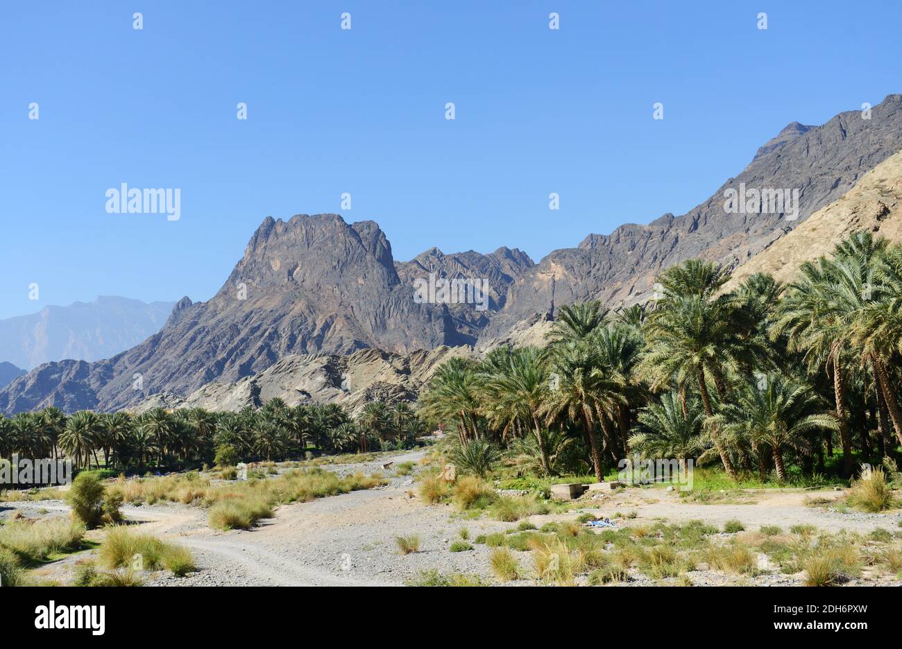 Arabian date trees hi-res stock photography and images - Alamy