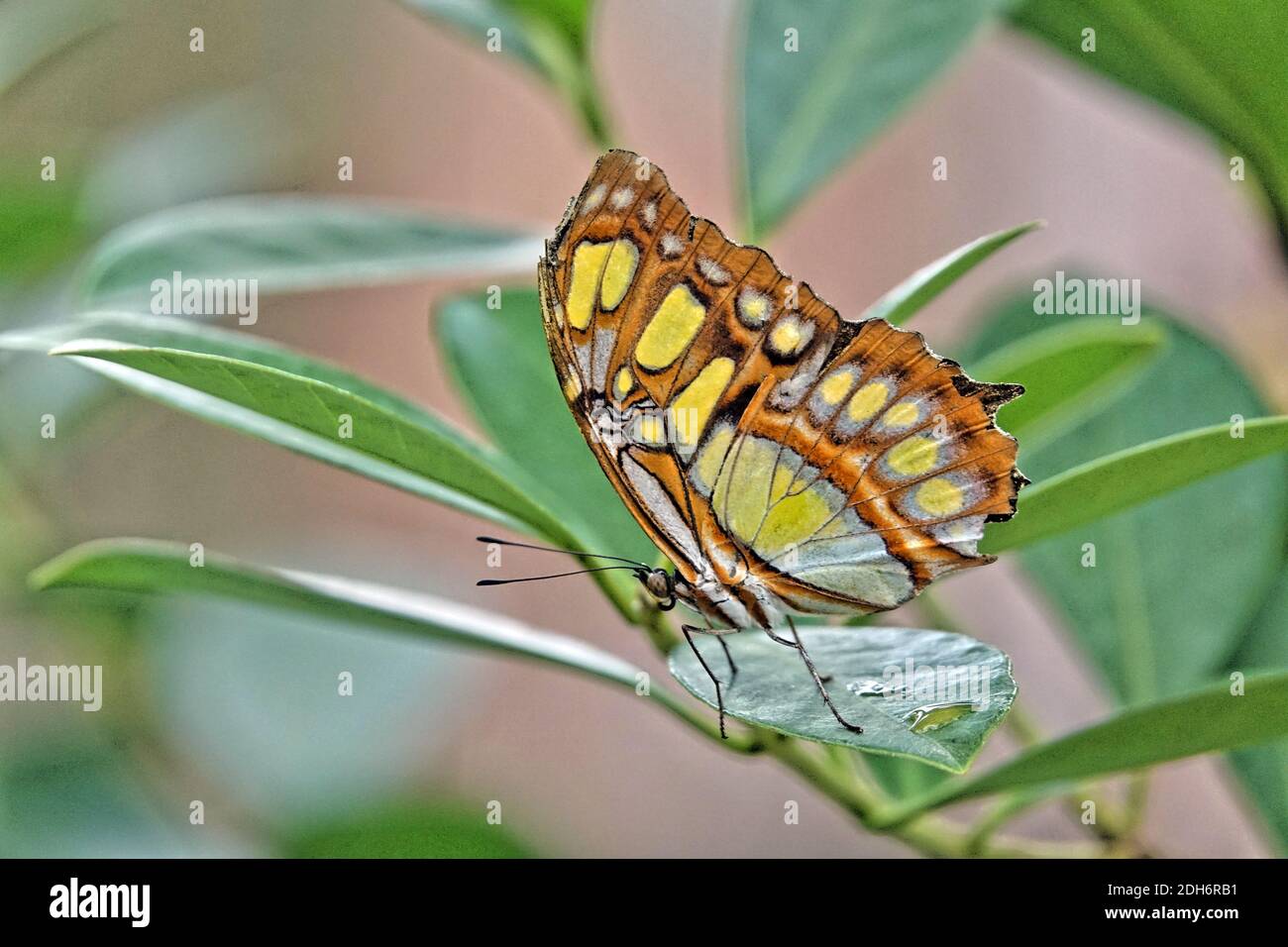 Metamorpha stelenes butterfly hi-res stock photography and images - Alamy
