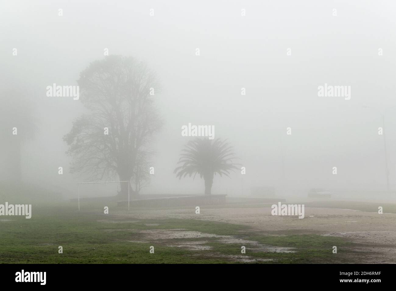 Big Trees at Foggy Sky Landscape Stock Photo - Alamy