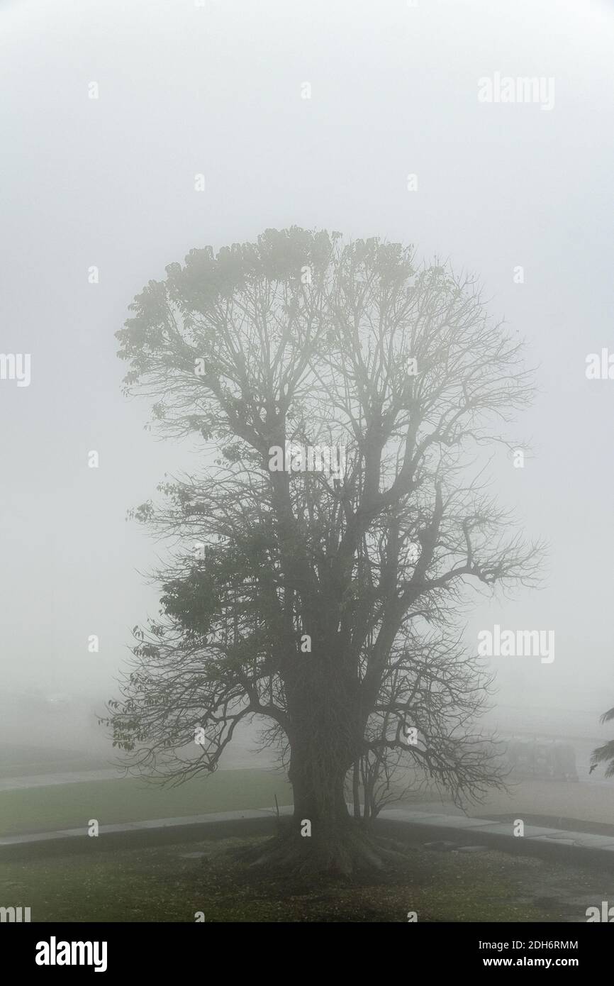 Big Trees at Foggy Sky Landscape Stock Photo - Alamy