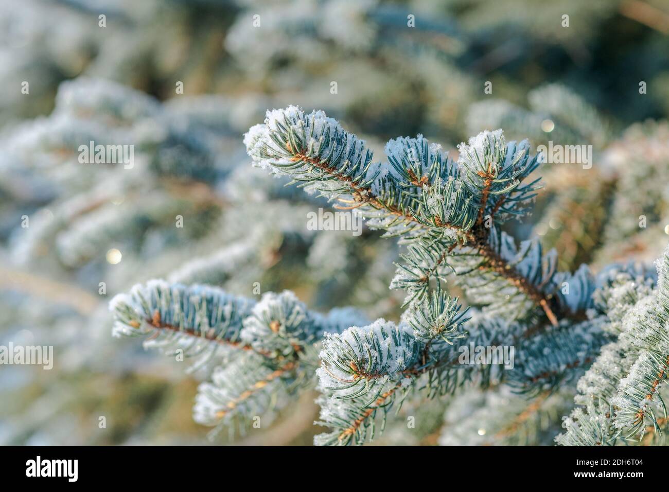 Branches of blue spruce is covered with snow Stock Photo - Alamy