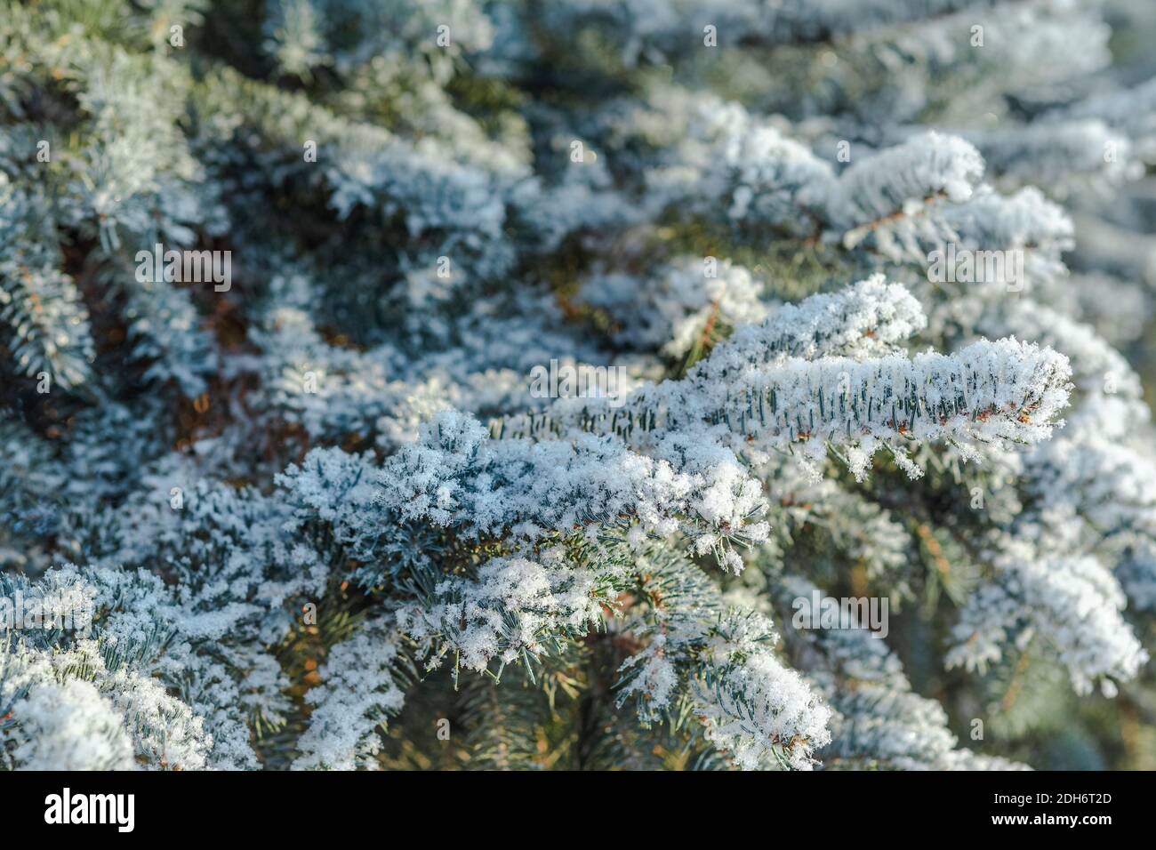 Branches of blue spruce is covered with snow Stock Photo - Alamy
