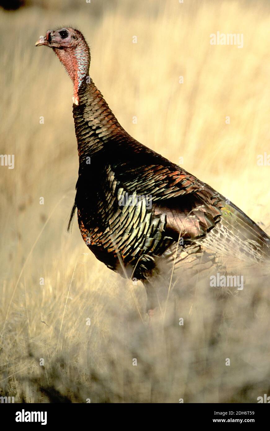 Upland game hi-res stock photography and images - Alamy