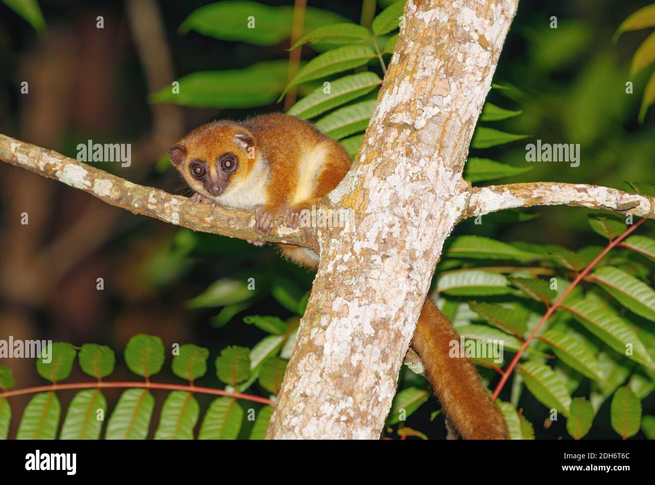 The brown mouse lemur, Madagascar wildlife Stock Photo - Alamy
