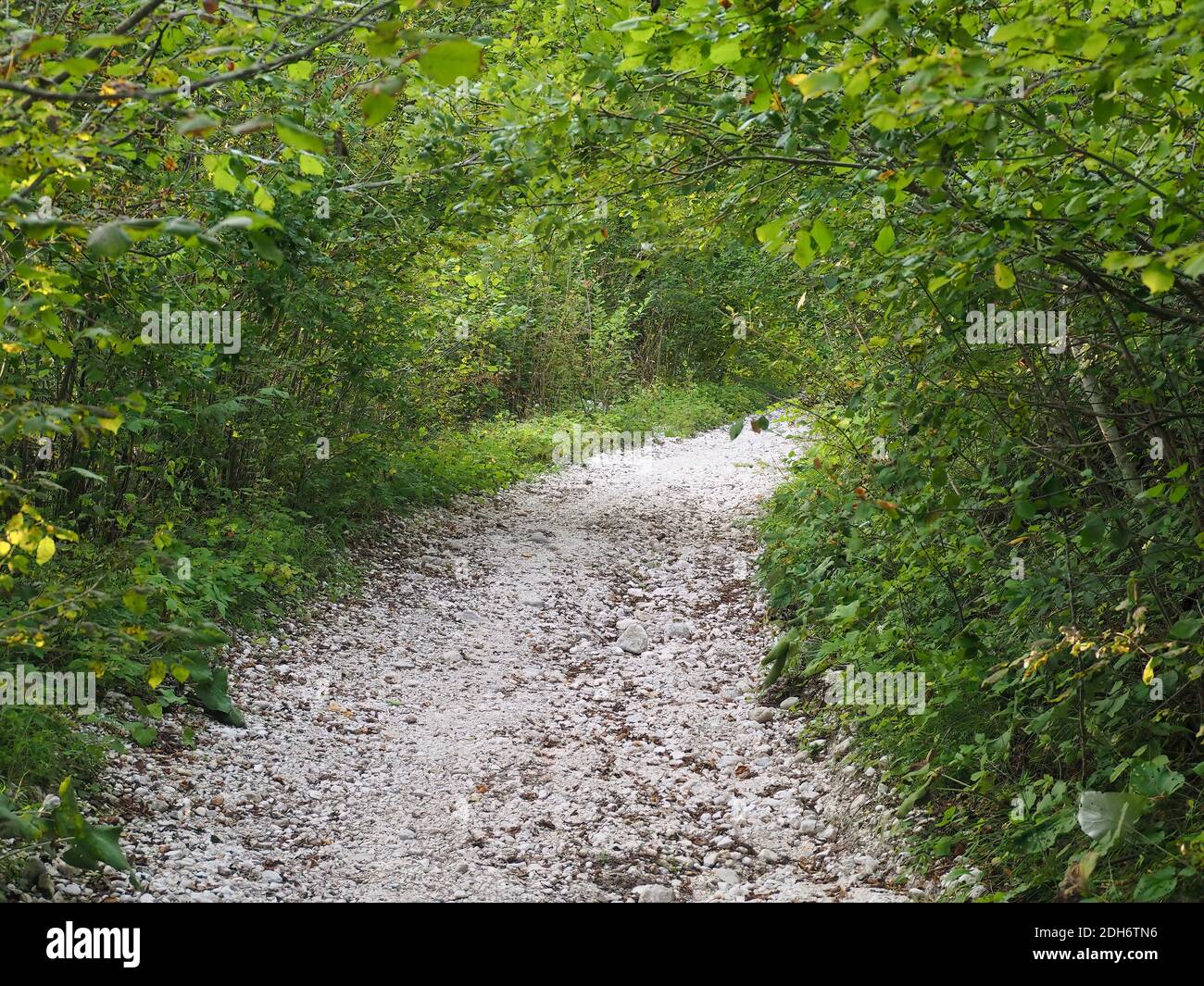 A path leading to the thick forest surrounded with trees and various ...