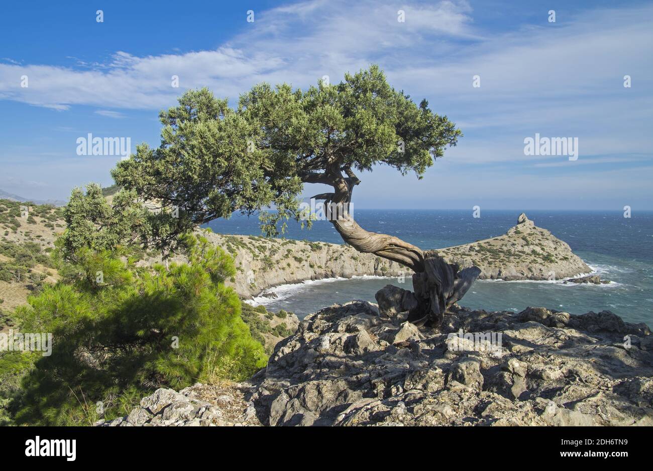 Tree cliff sea hi-res stock photography and images - Alamy
