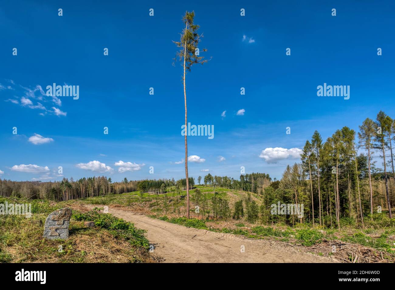Dead wood logs hi-res stock photography and images - Alamy