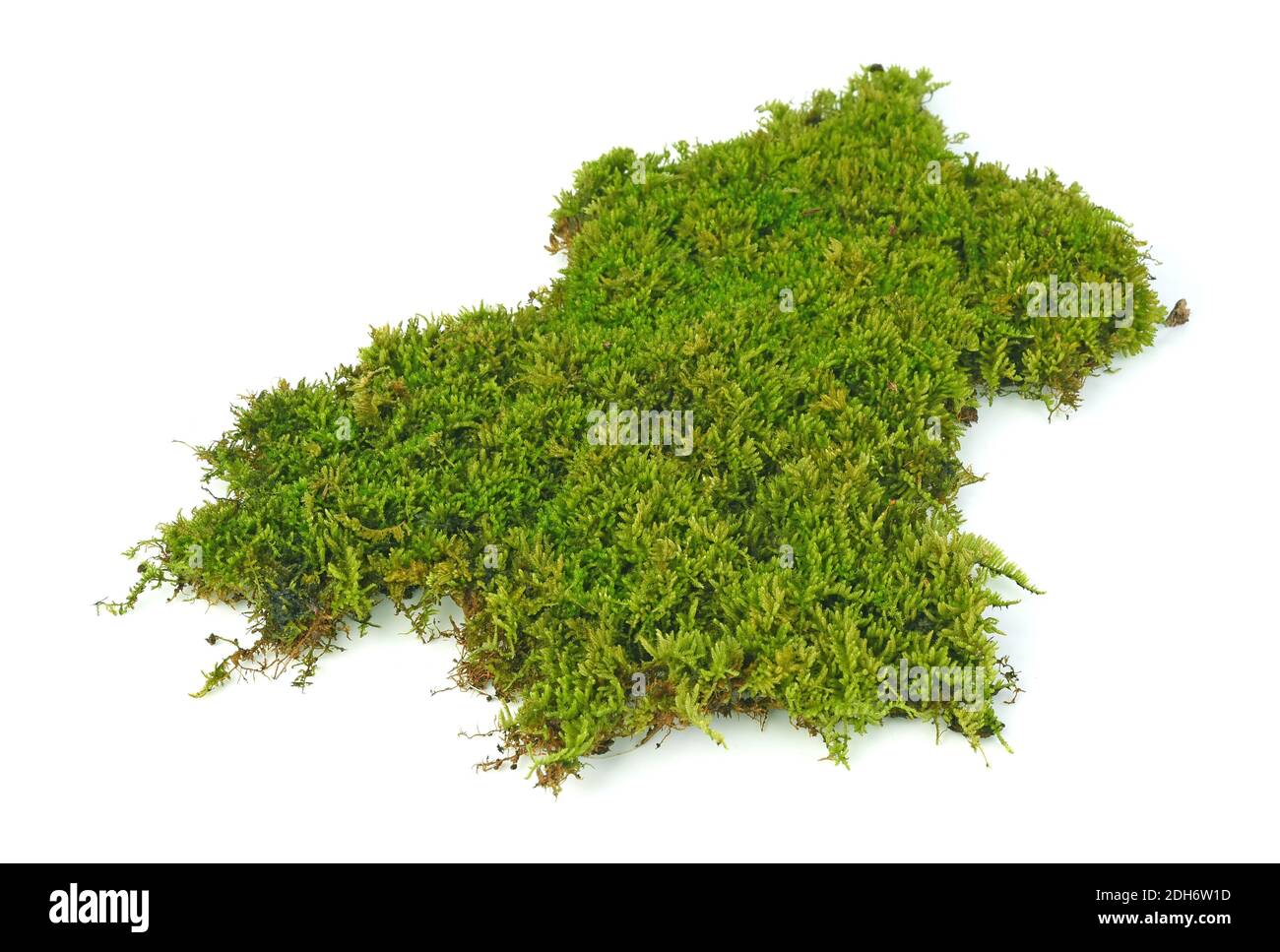 mos isolated on the white background Stock Photo - Alamy