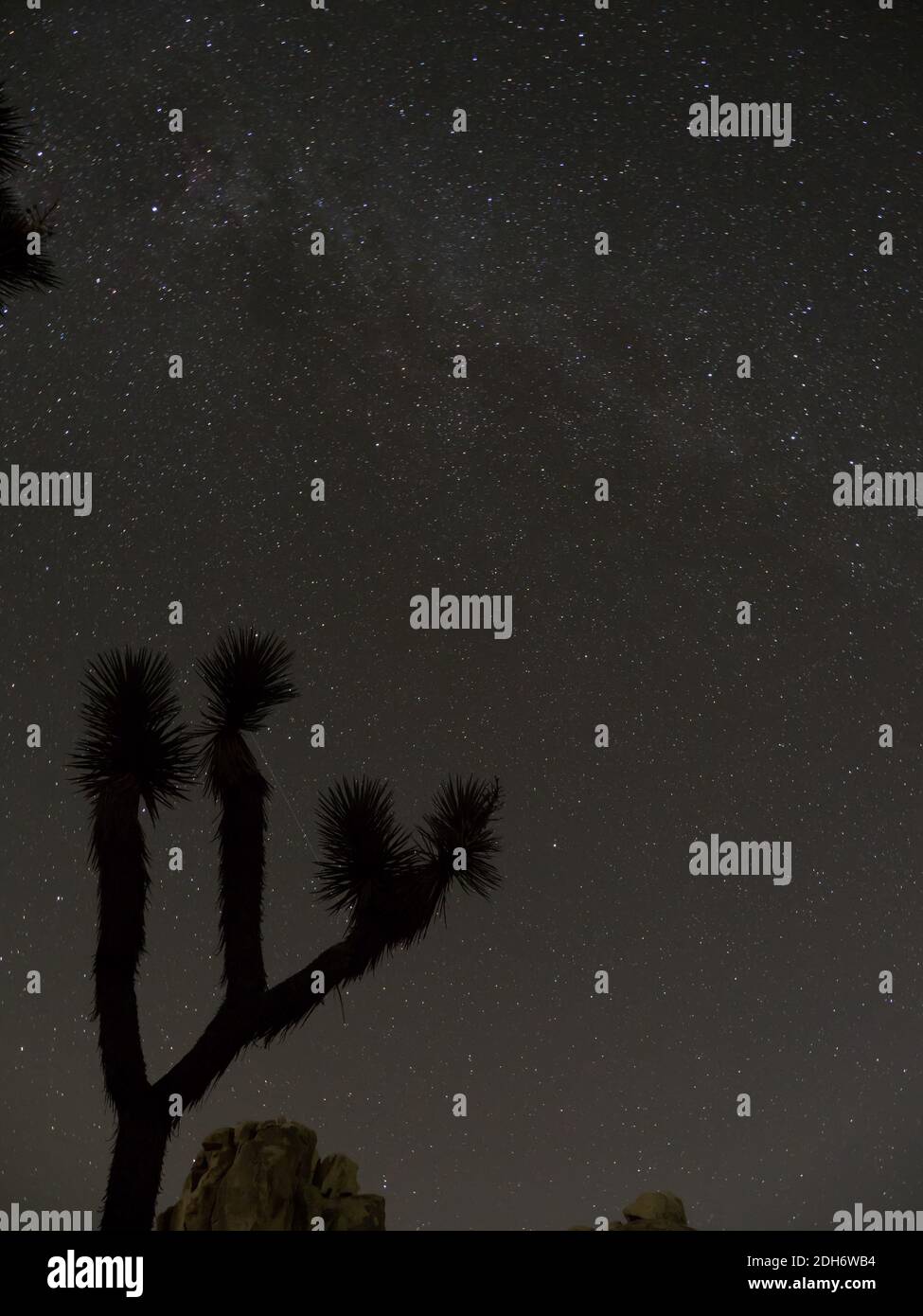 Amazing stars in the night sky at Joshua Tree National Park, California ...