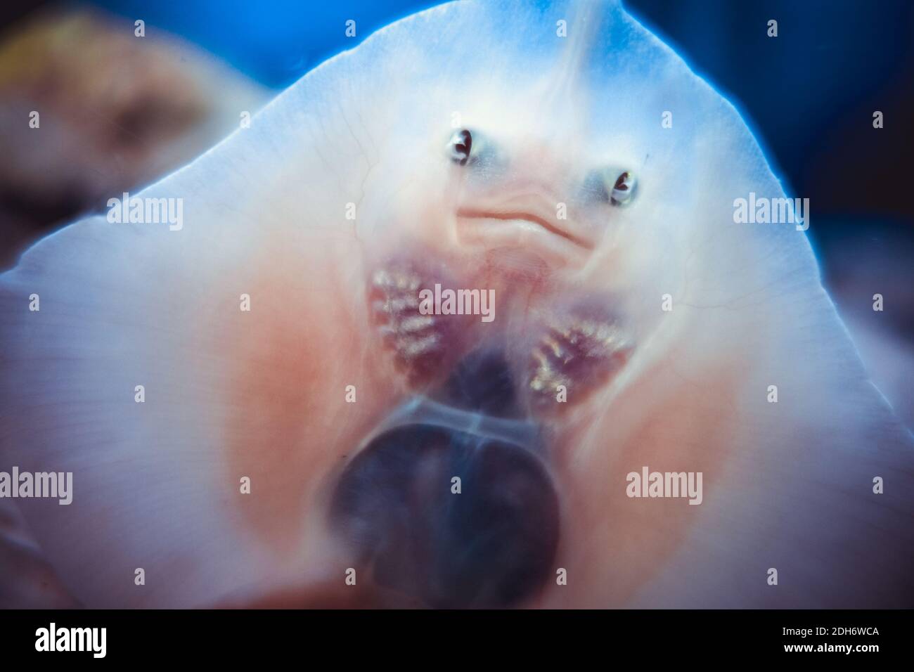 Stingray face hi-res stock photography and images - Alamy