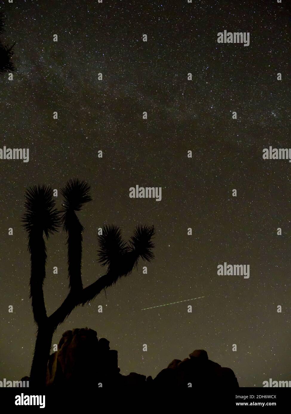 Amazing stars in the night sky at Joshua Tree National Park, California ...