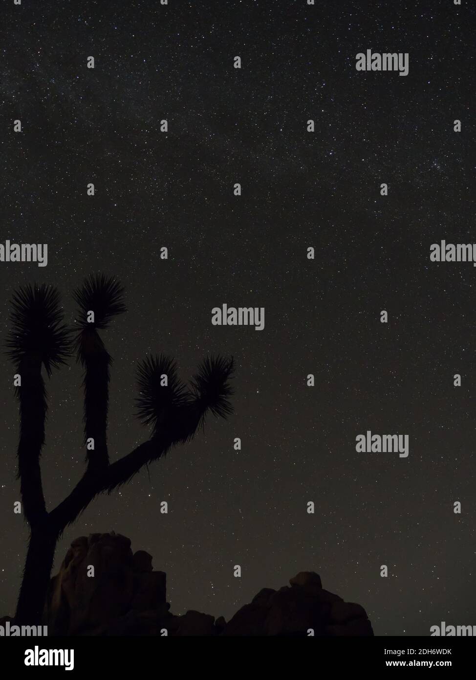 Amazing stars in the night sky at Joshua Tree National Park, California ...