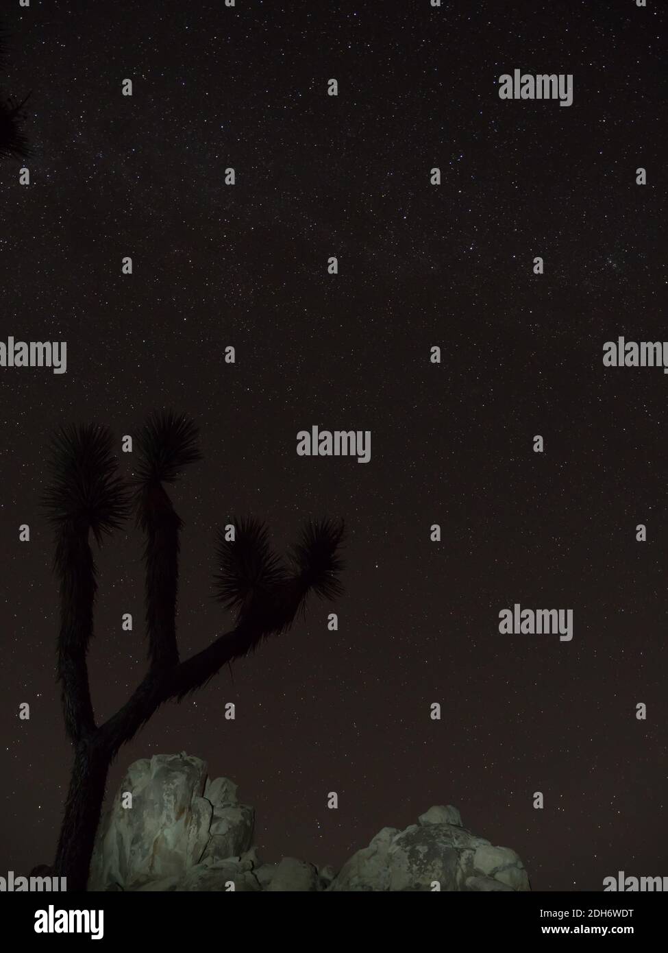 Amazing stars in the night sky at Joshua Tree National Park, California ...