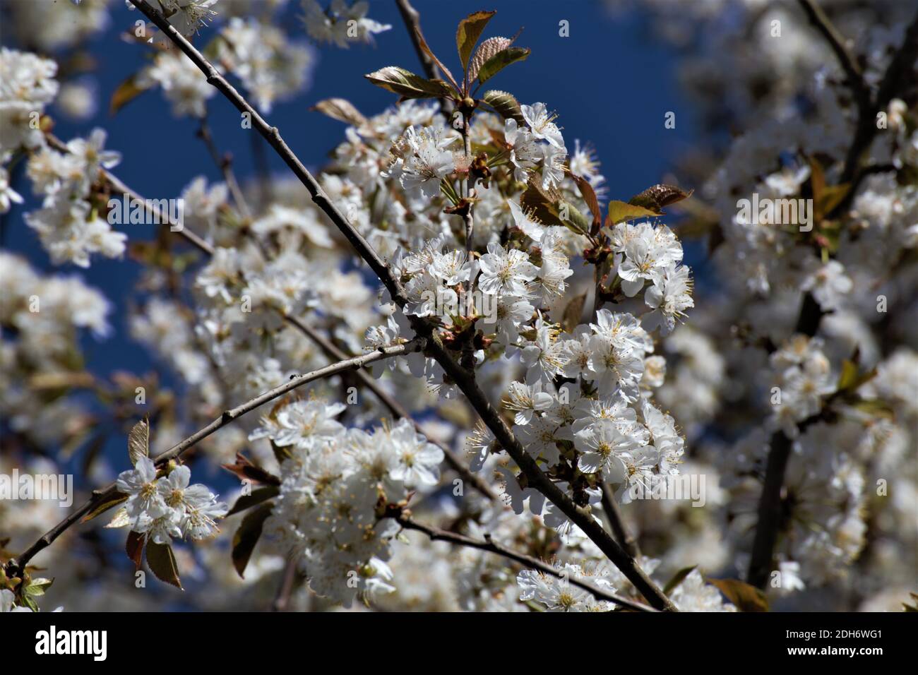 blossoming apple tree Stock Photo - Alamy