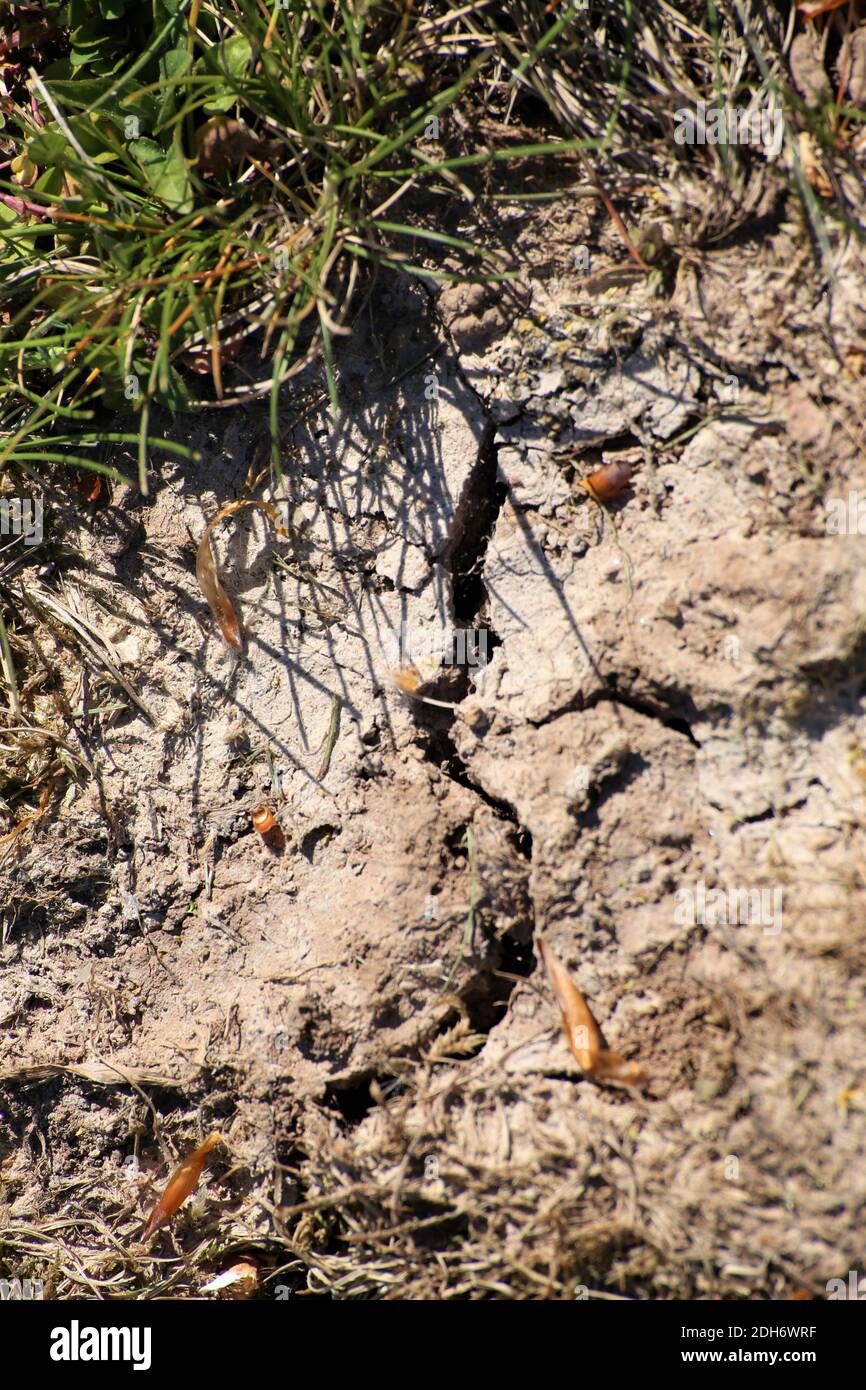 tree roots in the ground Stock Photo - Alamy