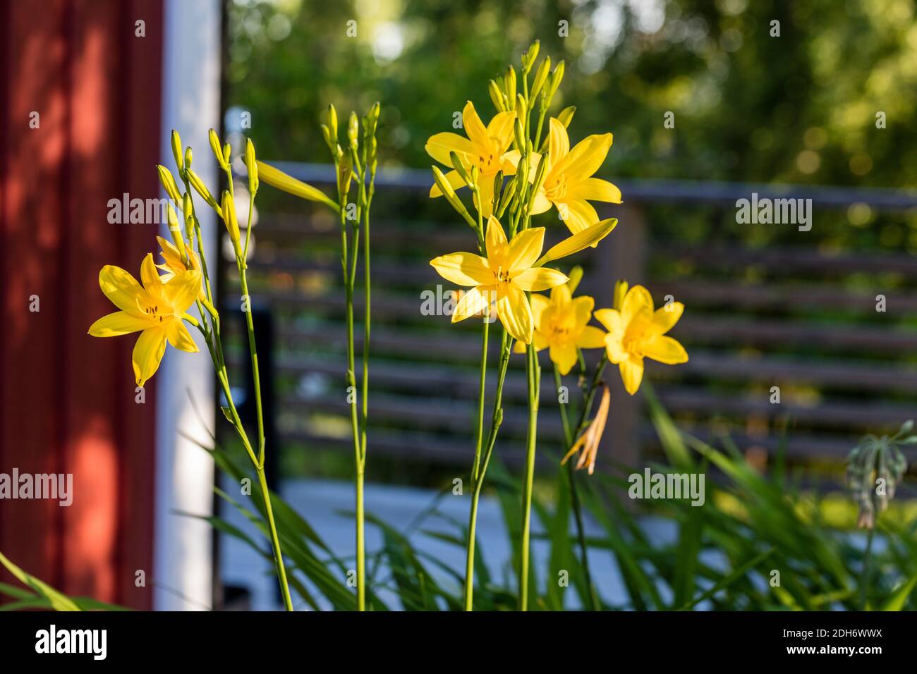 Lemon lily, Gul daglilja (Hemerocallis lilioasphodelus Stock Photo - Alamy