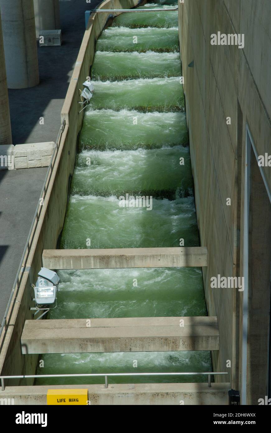 salmon fish lader through a hydro dam Stock Photo - Alamy