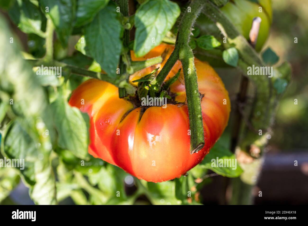 'Ananas' Tomato, Tomat (Solanum lycopersicum Stock Photo - Alamy