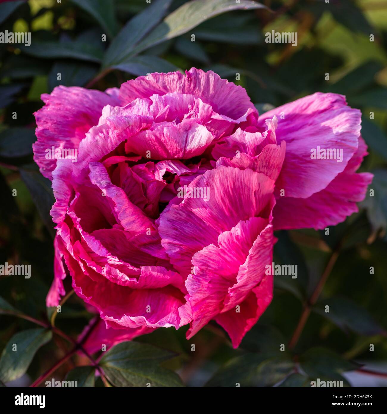 Paeonia chinensis hi-res stock photography and images - Alamy