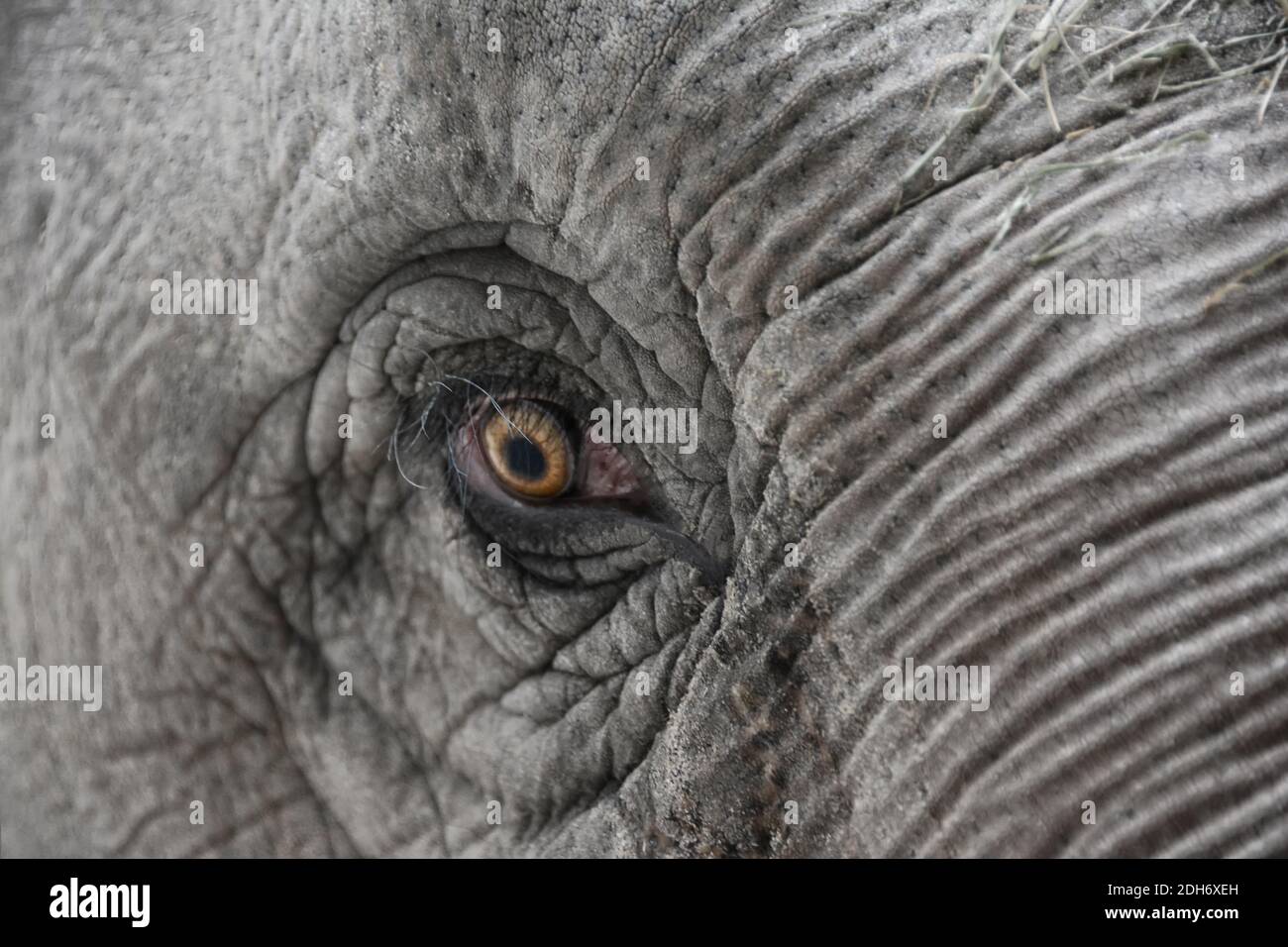 The elephants eye Stock Photo - Alamy
