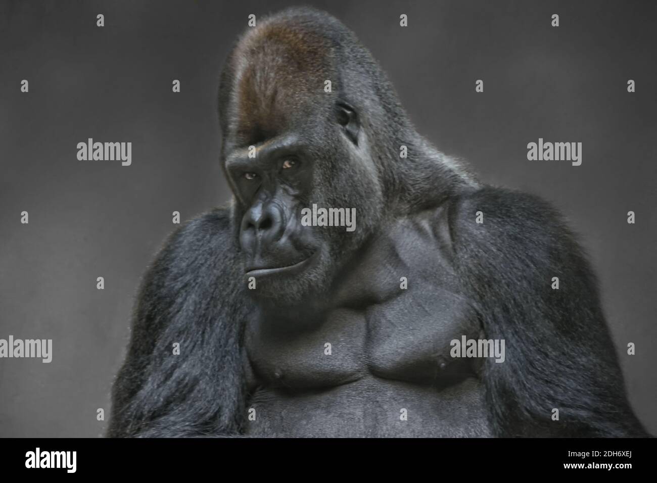 Silverback monkey hi-res stock photography and images - Alamy