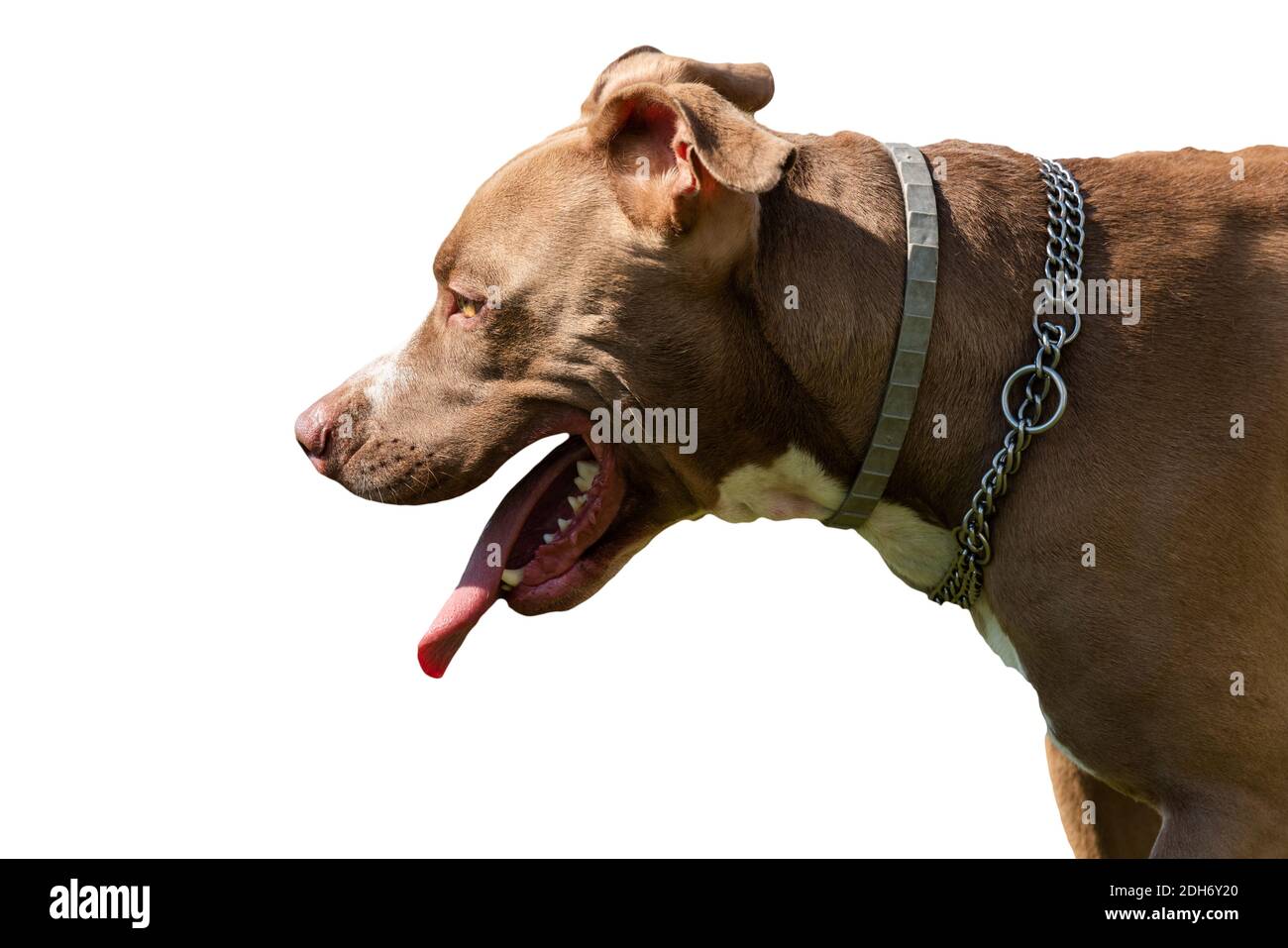 Profile of American staffordshire terrier, amstaff isolated on white ...