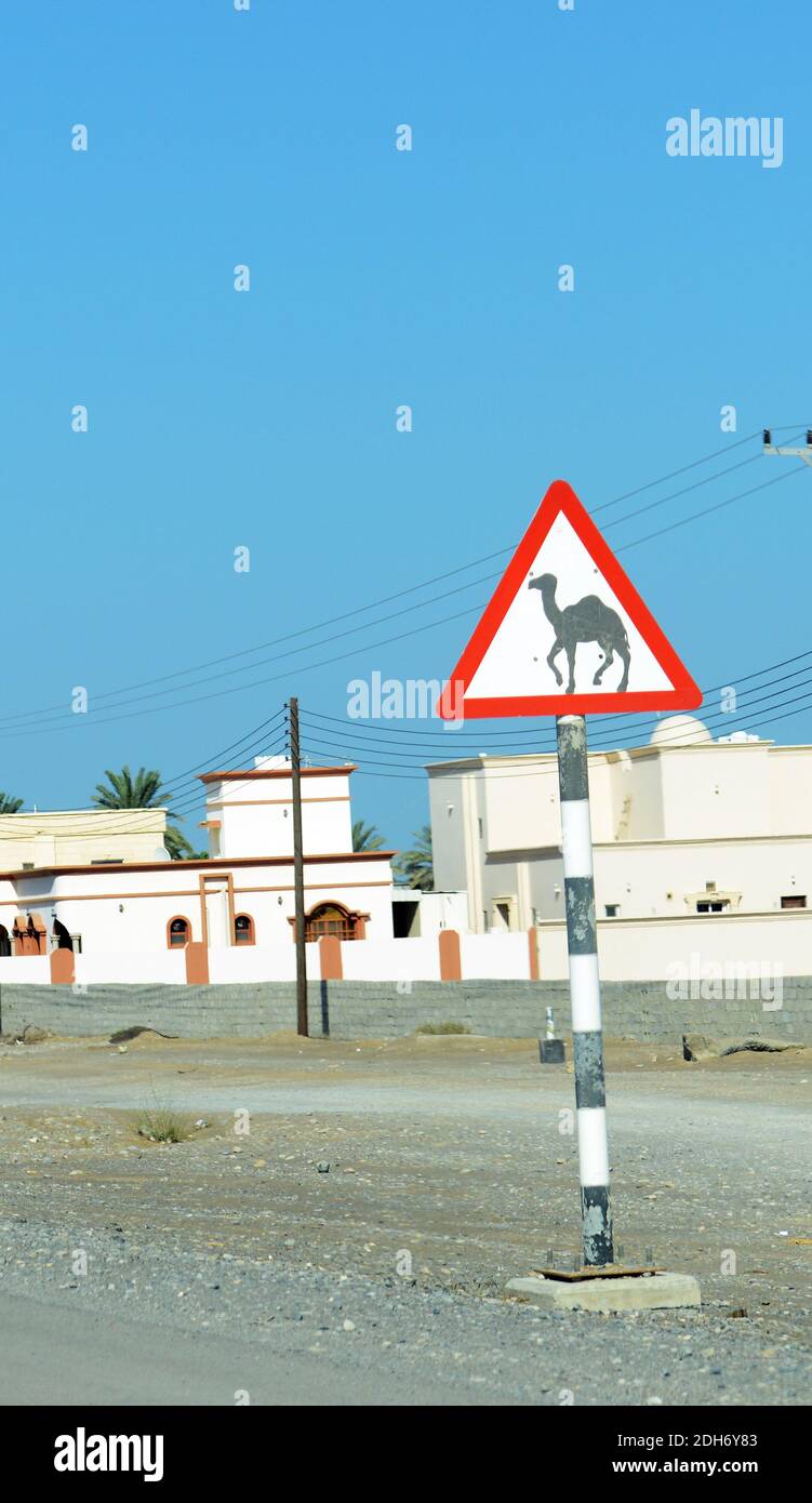 Camel road sign in Oman Stock Photo - Alamy