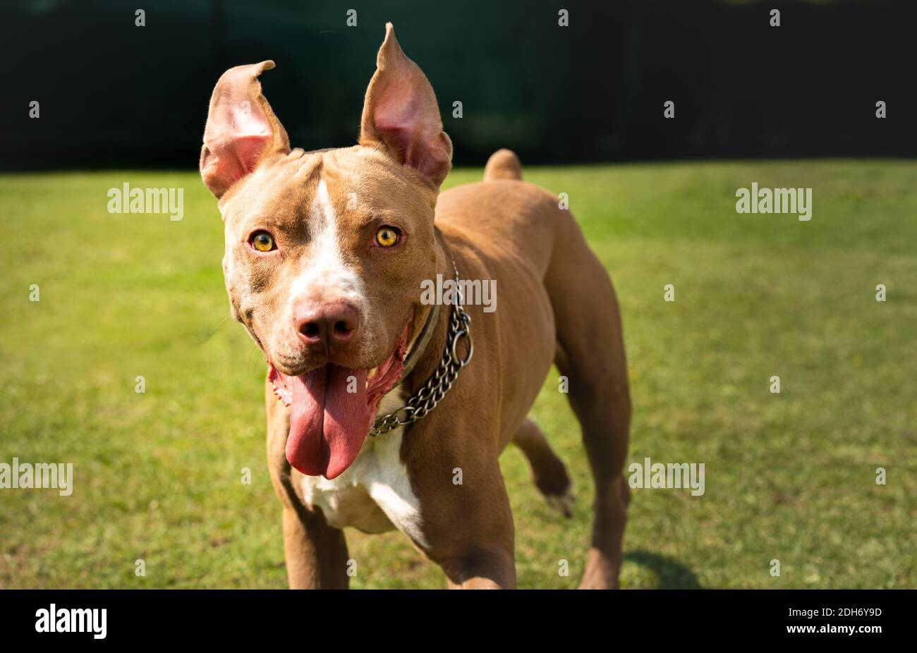 Dog running in backyard American staffordshire terrier, amstaff Stock ...