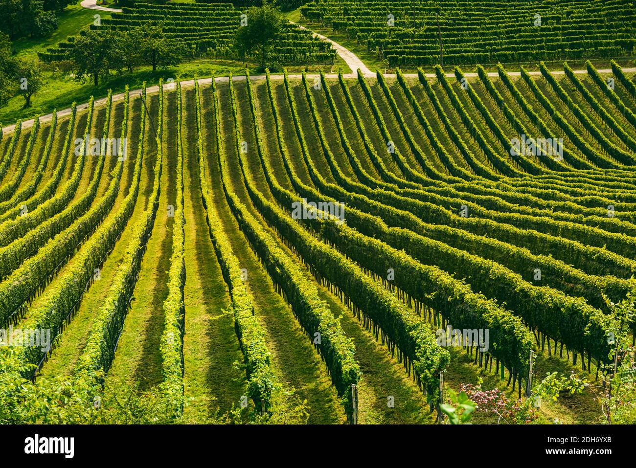 Wine border hi-res stock photography and images - Alamy