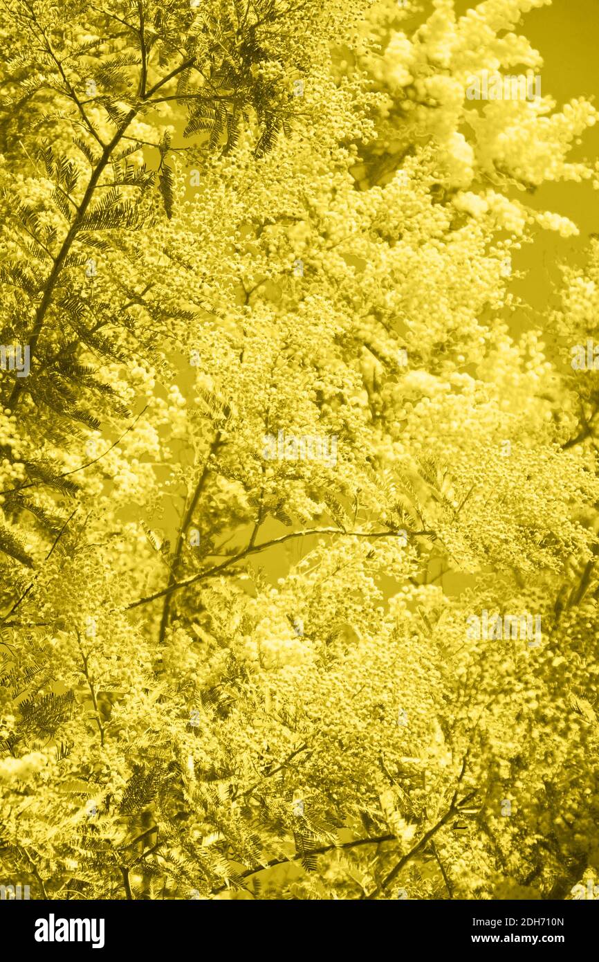 Mimosa branches against the blue sky. Color trend 2021 Stock Photo - Alamy
